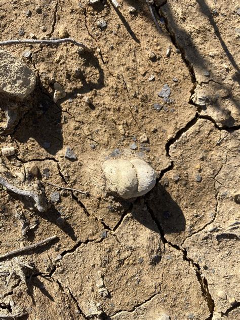 Coprolite Cretaceous The Fossil Forum