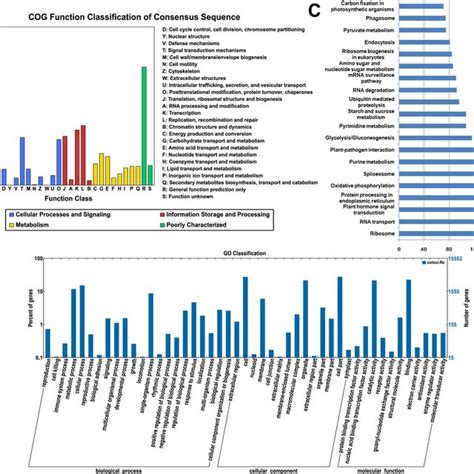 The Classification Of Colored Calla Lily Rehmannii Unigenes A