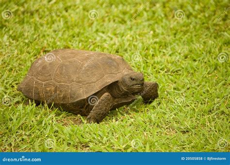 Gopher Turtle Stock Photo Image Of Shell Wildlife