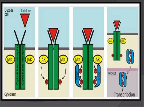 Jak Stat And Tgf 3smad Signal Transduction Pathways Pptx