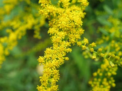 Золотарник обыкновенный, или Золотая розга - подробная информация с ...