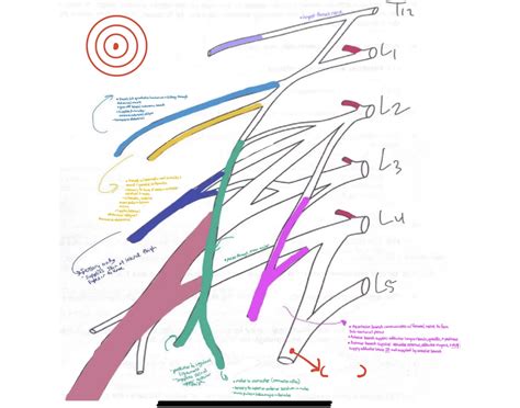 Figure 41 Branches Of The Lumbar Plexus Quiz