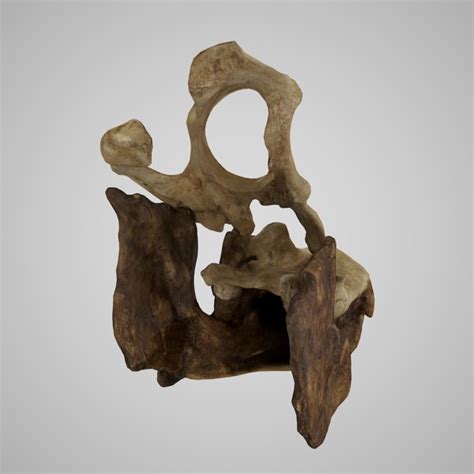 3d Model Human Skulls Sivapithecus Turbosquid 1329775