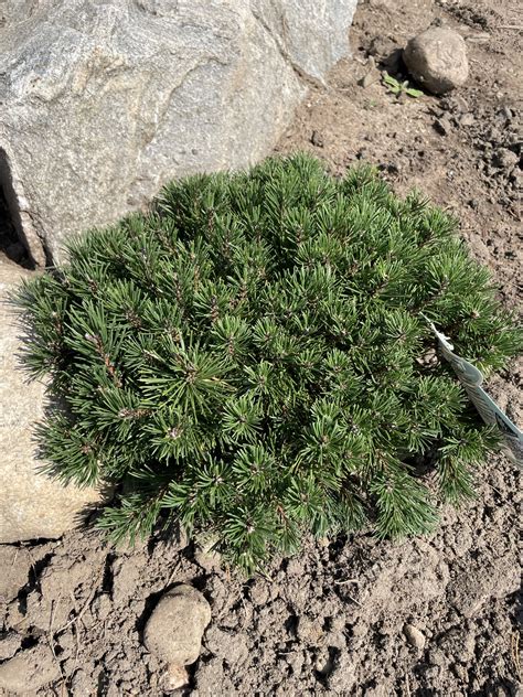 Slowmound Mugo Pine Pinus Mugo ‘slowmound Prairie Woods Arboretum