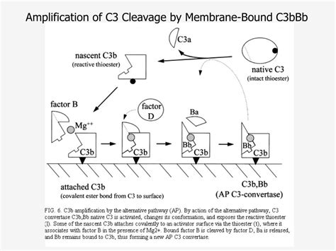 PPT The Complement System PowerPoint Presentation Free Download ID 2348392