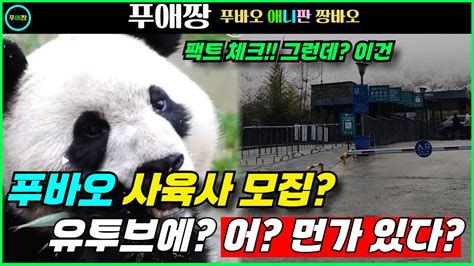 푸바오🎄사육사 모집🎄유투브에 올라왔다고요 그랬으면 좋겠다는 생각으로 검색을 해보니 팩트 체크 Youtube