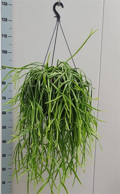 Rhipsalis Trigona — Plant Wholesale Floraccess