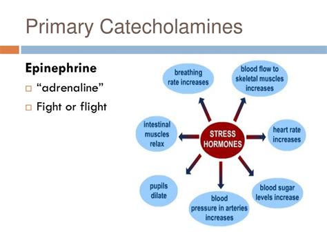 The Endocrine System Lesson 1 Ppt Download