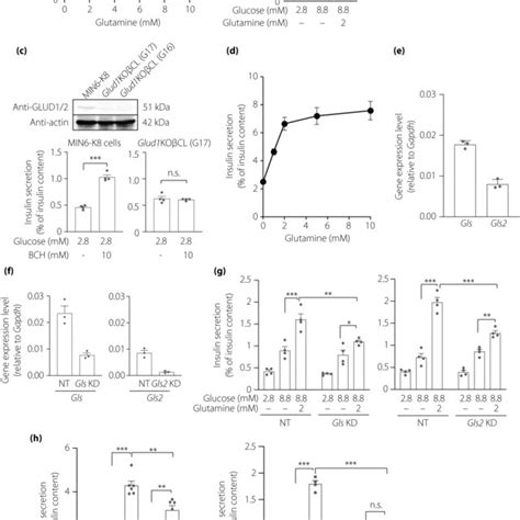 Amplifying Effects Of Glutamine On Insulin Secretion And Its