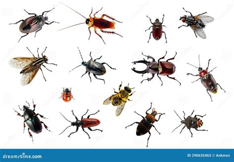 Group Of Insects Cut Out Detailed Insect Collection Stock Illustration