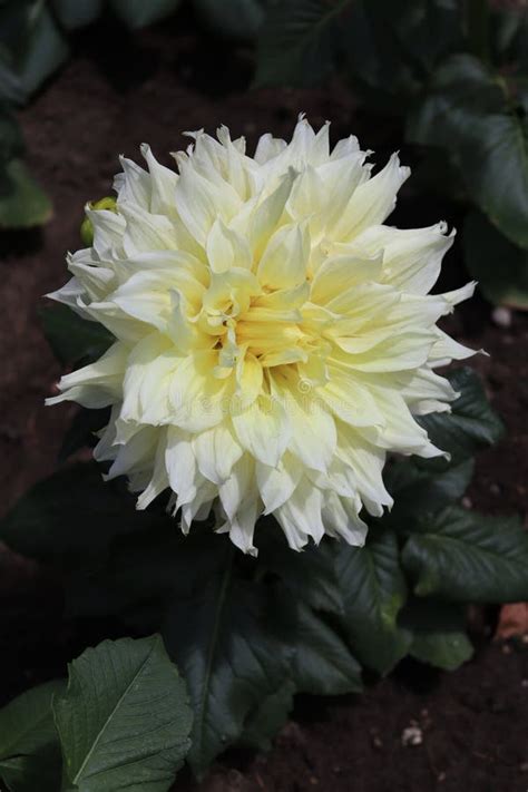 Species Of Dahlia Flower Of White Color With Shades Of Yellow Stock