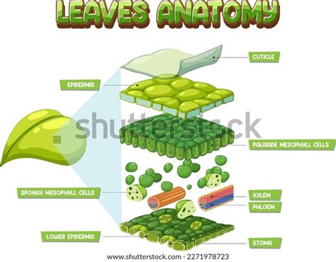 Internal Structure Leaf Diagram Illustration Stock Vector Royalty Free 2271978723 Shutterstock
