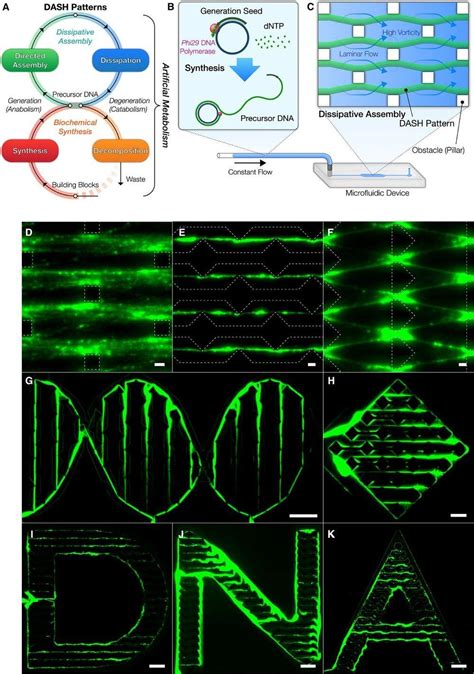 Dynamic Dna Material With Emergent Locomotion Behavior Powered By