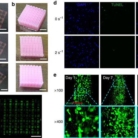 Schematic Elucidating The Tissue Printing Process Using Decm Bioink Download Scientific