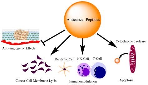 Role Of Anti Cancer Peptides As Immunomodulatory Agents Potential And Design Strategy