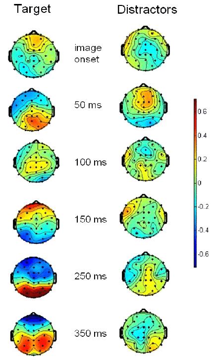 Average Spatiotemporal Pattern Of Electrical Activity Over The Scalp