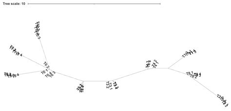 Common Ancestry And Nested Hierarchy Peaceful Science
