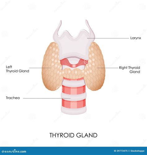 Thyroid Follicle Diagram
