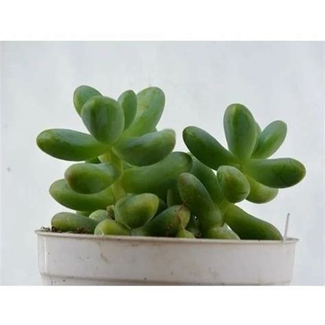 Sedum Allantoides At ₹ 129 Piece रसीला पौधा In Nainital Id 2852881516233