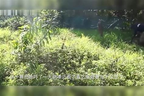 女子在院中打扫，意外看见墙角有“双头蛇”，靠近看后不淡定了 院中 墙角 女子