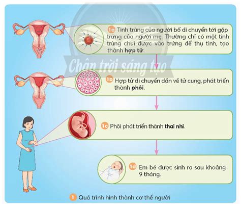 Viết vẽ sơ đồ đơn giản mô tả quá trình hình thành cơ thể người theo sự sáng tạo của em vào