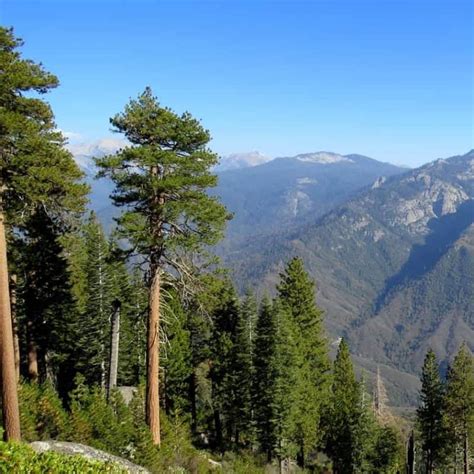 Sugar Pine Pinus Lambertiana Sequoia Valley Farms
