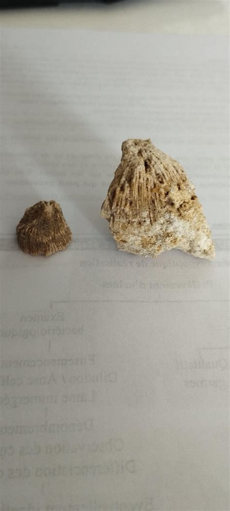 Anybody Know What Those Are R Fossils