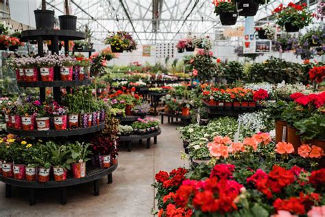Home Depot Garden Center Plants