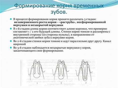 Анатомо топографические особенности челюстно лицевой области у детей Online Presentation