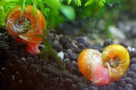 Ramshorn Snail Species Profile Care Guide And Lifespan