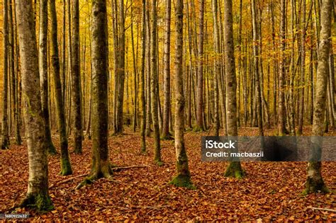 가을 단풍의 길과 독일의 금빛 단풍을 비추는 따뜻한 빛이 있는 가을 숲 풍경 가을 숲의 자연을 배경으로 한 보도 형형색색의 숲 속의 생생한 10월 0명에 대한 스톡 사진 및