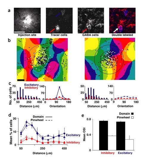 Anatomical Analysis Of Local Excitatory And Inhibitory Projections To Download Scientific
