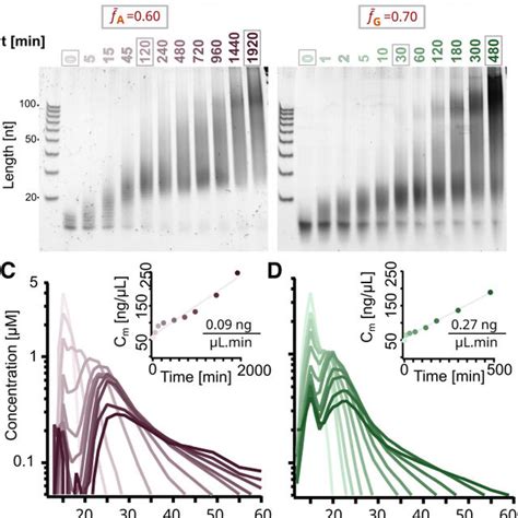 Templated Polymerization Of Random Dna 12 Mers Leads To Products Longer Download Scientific