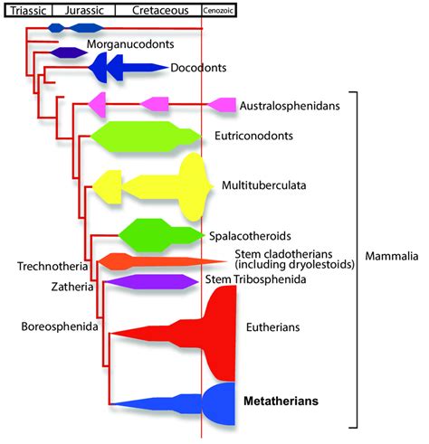 Phylogeny And Diversification Patterns Of Major Mammal Lineages After