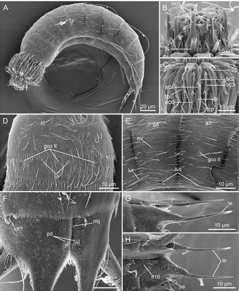 Scanning Electron Micrographs Showing Overviews And Details In Head And Download Scientific