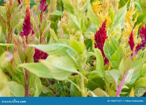 Cockscomb Flower Celosia Cristata In A Garden Close Up Red And Yellow Celosia Flowers With