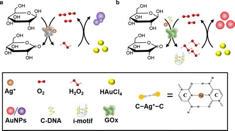 Schematic Presentation Of Colorimetric Detection Of C Dna Based On The Download Scientific