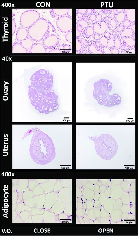 Histological Analyses Of The Tissues From Female Offspring Exposed To
