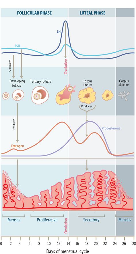 Ovulatory Cycle Mastering Your Fertility Window Reproductive Health