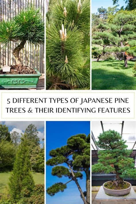 5 Different Types Of Japanese Pine Trees Their Identifying Features With Photos Artofit