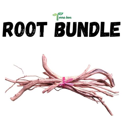 Root Bundle For Terrarium And Aquascape Details Max 12 Shopee