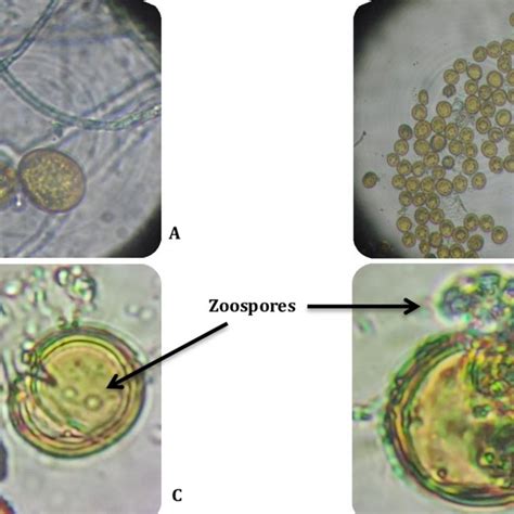 Pdf Brown Spot And Stalk Rot Diseases Of Maize Zea Mays And