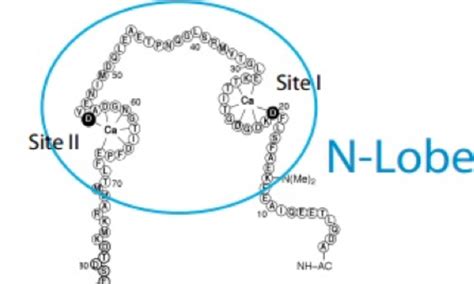 Figure 1 From Site Directed Mutagenesis And Site Specific Binding