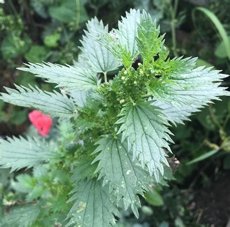 Stinging Nettle Identification