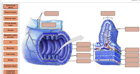 solved submucosal plexus plicae circularis muscular layer circular