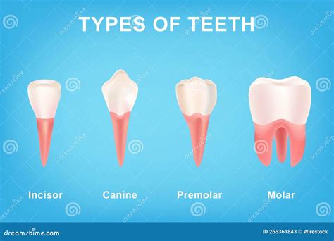 Illustration Of Human Teeth Types On A Blue Background Stock Illustration Illustration Of