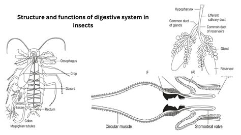 Classification Of Insects Basis Of Insect Classification And Classification Of Insects Up To