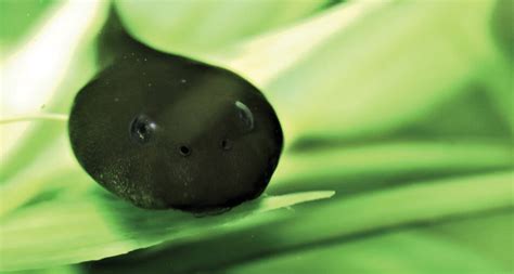 Boreal Toad Conservation Team Denver Zoo Conservation Alliance