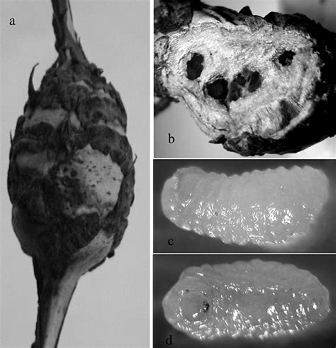 Phanacis Phoenixopods A Gall Induced On Lactuca Viminea B Gall