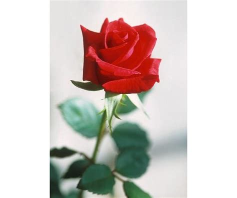 Margaret Seruga Obituary 2024 Bethlehem Pa Connell Funeral Home